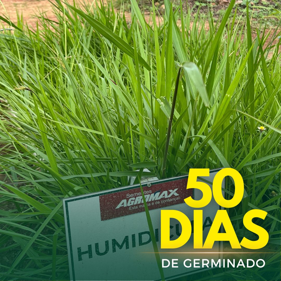 Capim Brachiaria humidicola cv Llanero - Dictyoneura - Ideal para áreas ...