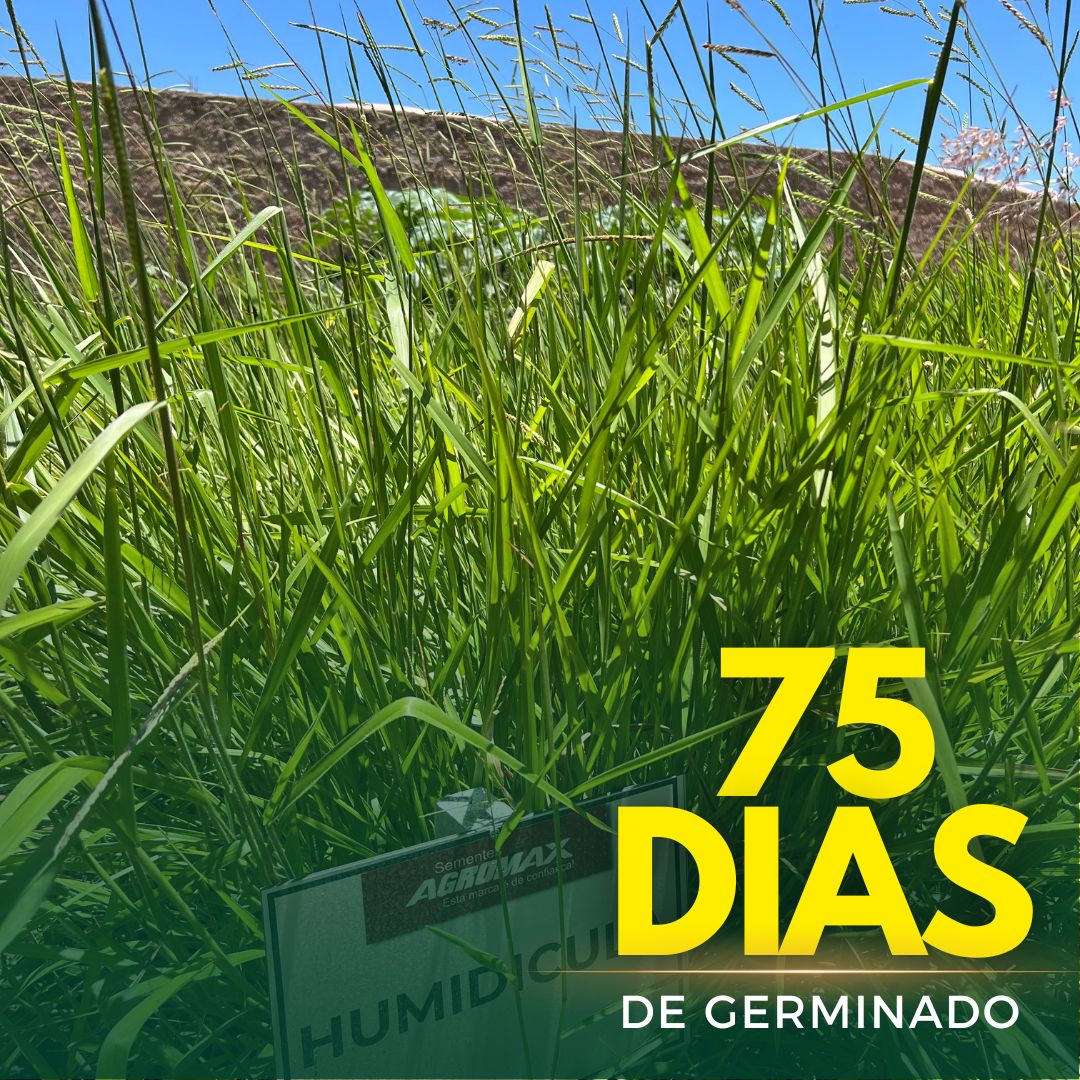 Capim Brachiaria humidicola cv Llanero - Dictyoneura - Ideal para áreas ...