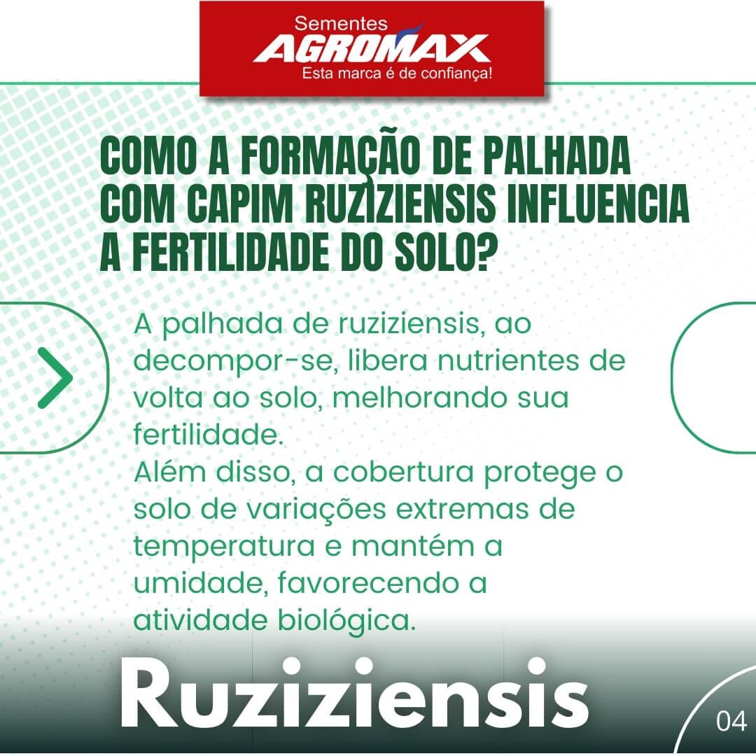 Capim RUZIZIENSIS para cobertura de solo - Sementes Agromax - R$315,00