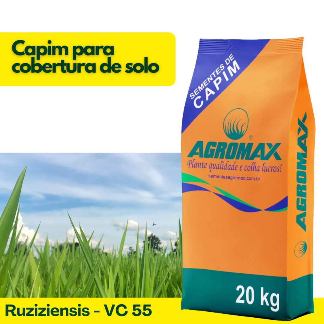 Capim RUZIZIENSIS para cobertura de solo - Sementes Agromax - R$210,00