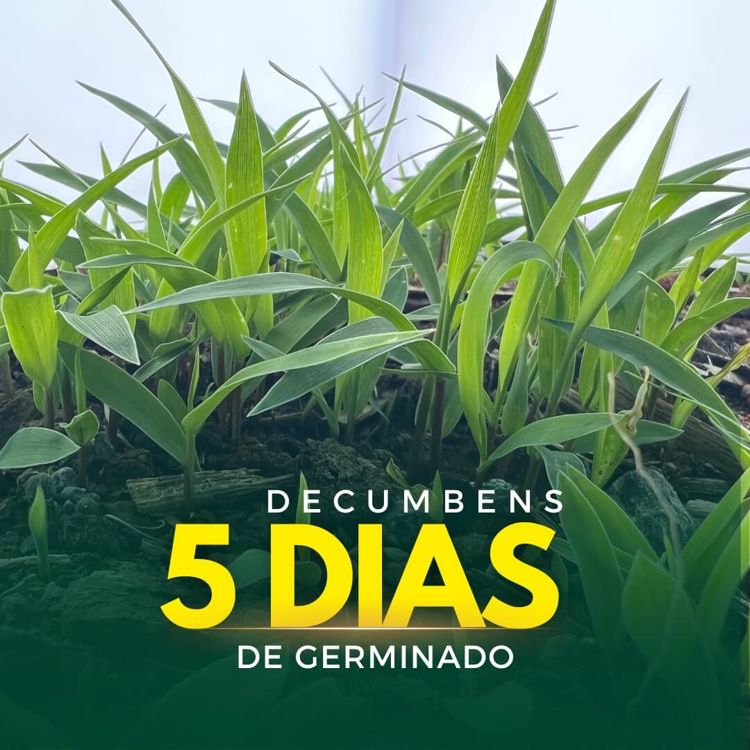 Capim Brachiaria Decumbens cv Basilisk - Resistente e de alta ...