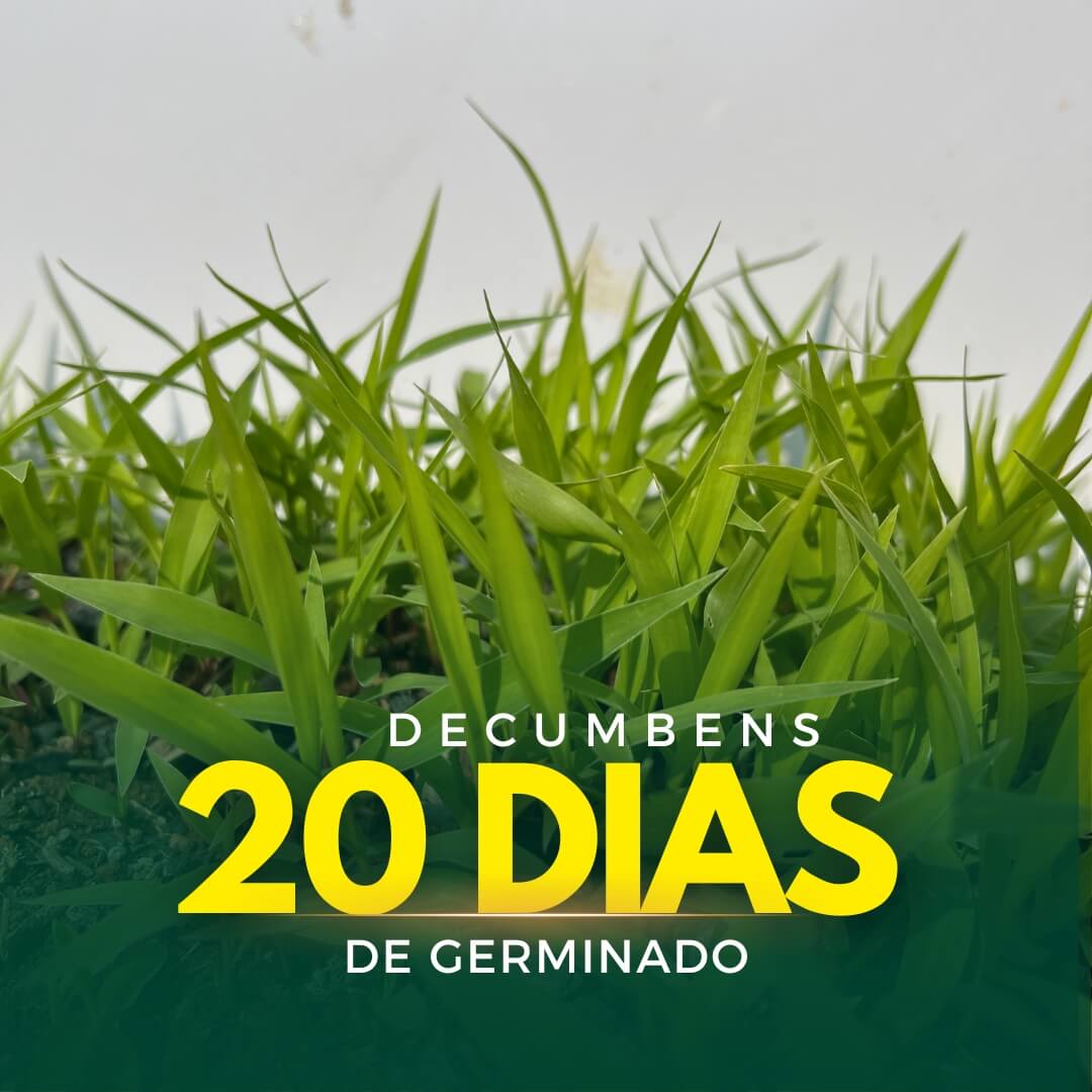 Capim Brachiaria Decumbens cv Basilisk - Resistente e de alta ...