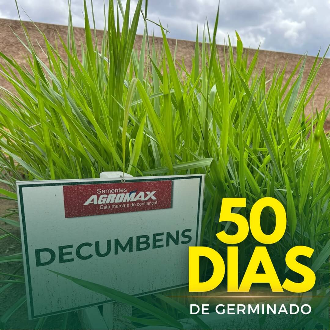 Capim Brachiaria Decumbens cv Basilisk - Resistente e de alta ...
