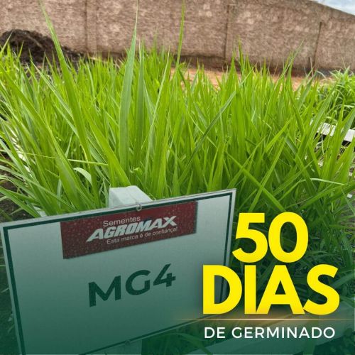 Capim Brachiaria Brizantha MG4 - Alta produtividade para suas pastagens ...