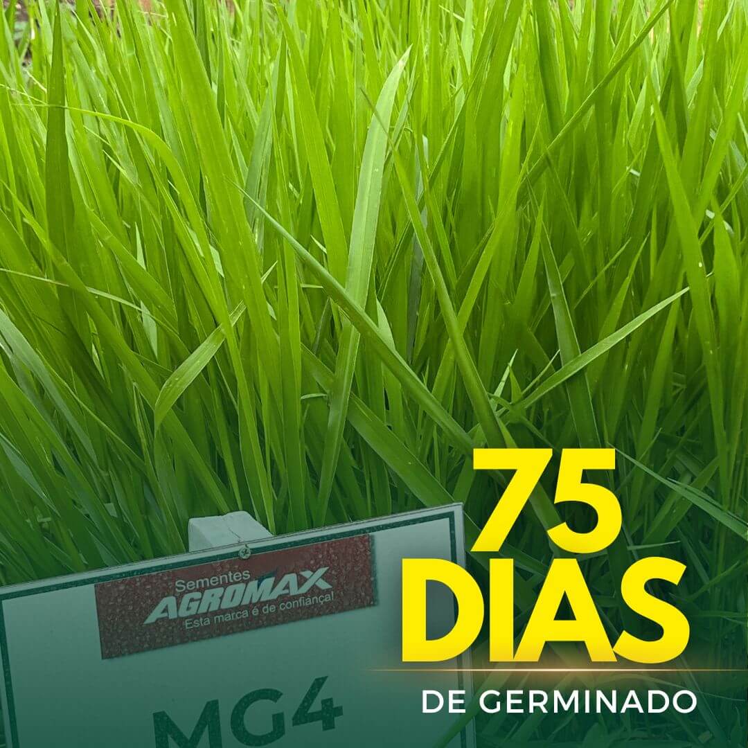 Capim Brachiaria Brizantha MG4 - Alta produtividade para suas pastagens ...