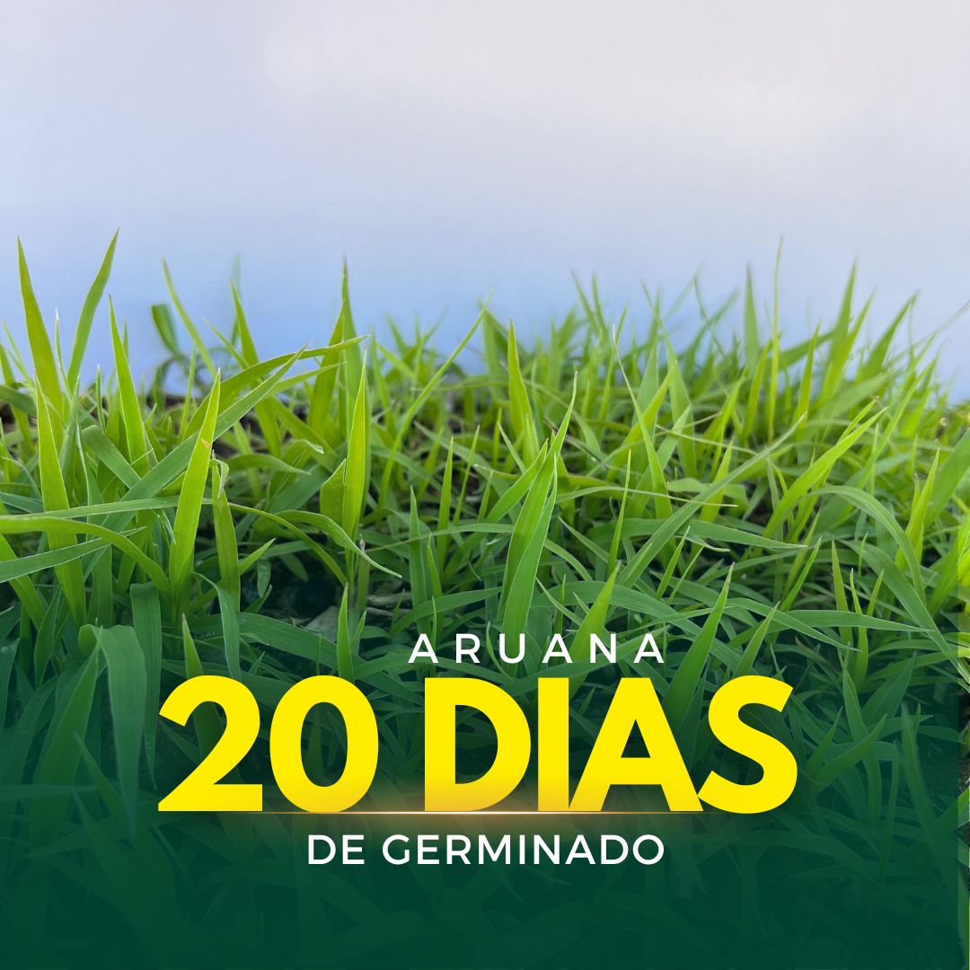 Capim Panicum maximum Aruana IZ-5 - Alta produtividade e valor ...