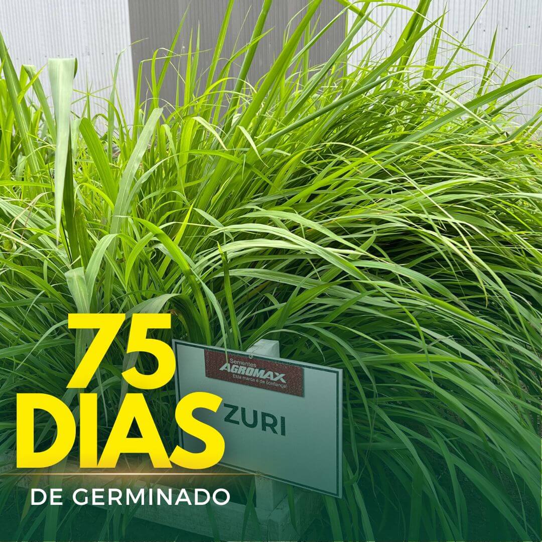 Capim Panicum maximum BRS Zuri - Alta produtividade e adaptabilidade ...