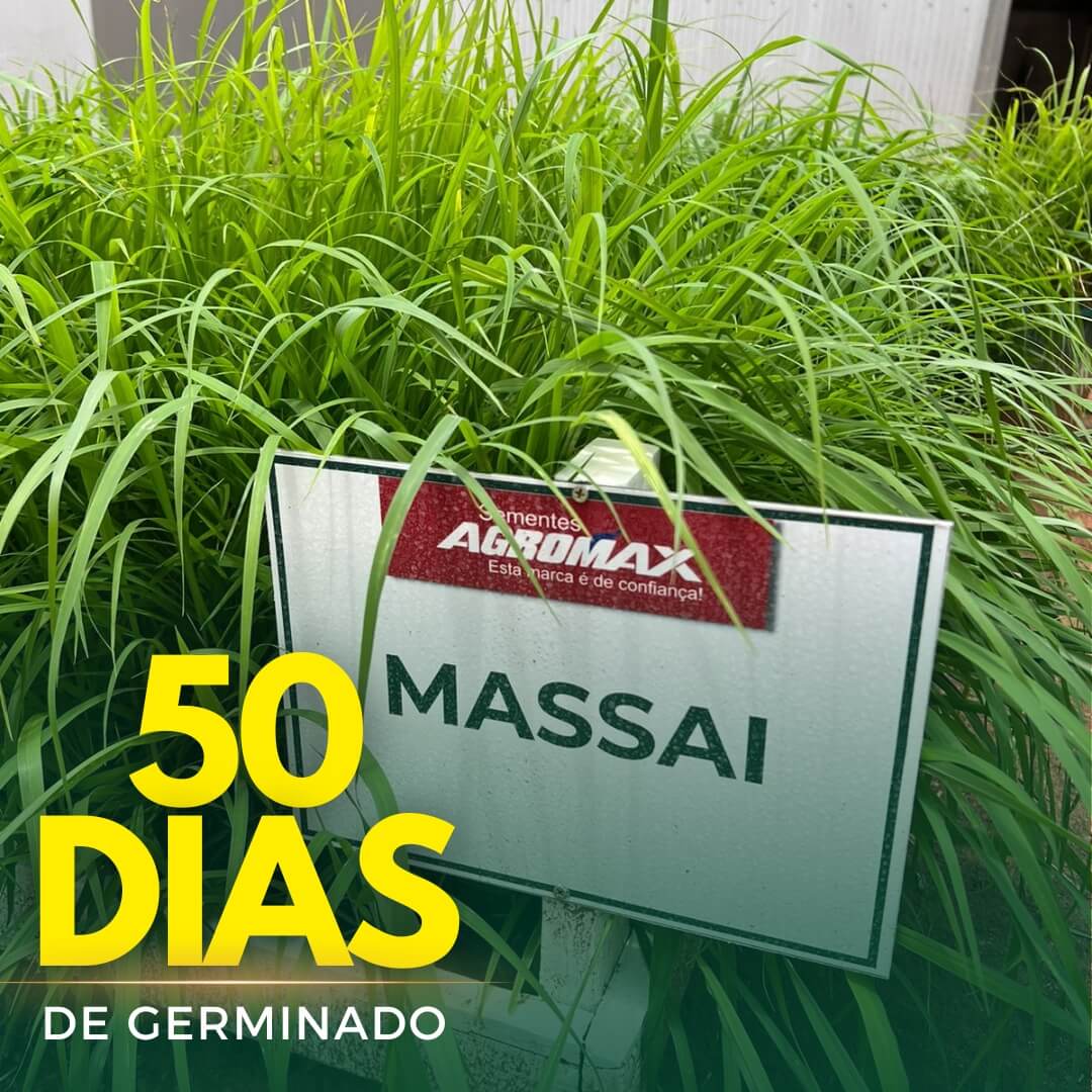 Capim Panicum maximum Massai: produtivo e resistente para sua pastagem ...