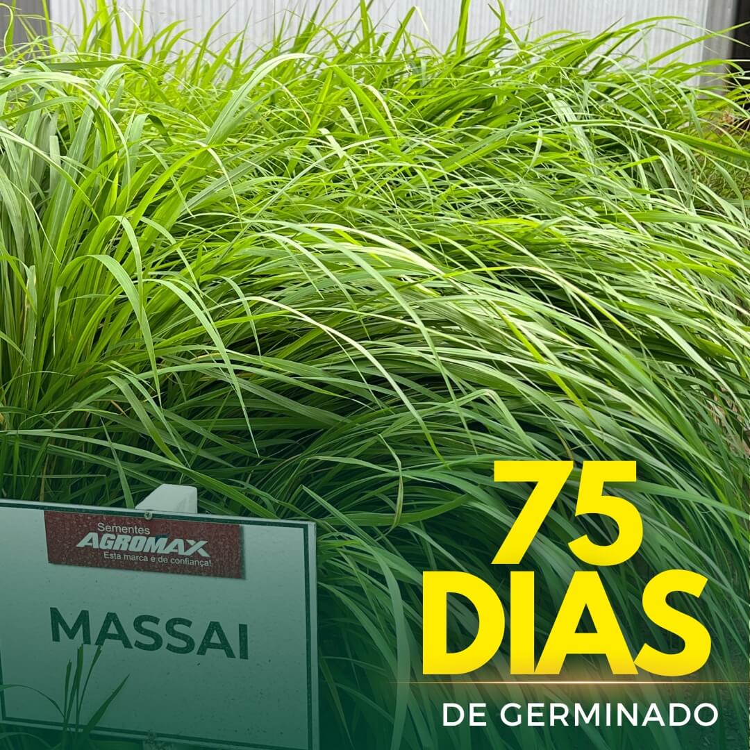 Capim Panicum maximum Massai: produtivo e resistente para sua pastagem ...