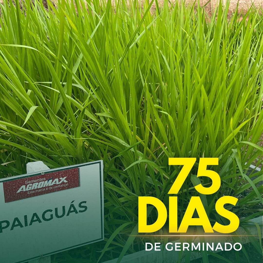 Capim Brachiaria BRS Paiaguás - Alta qualidade e resistência para suas ...