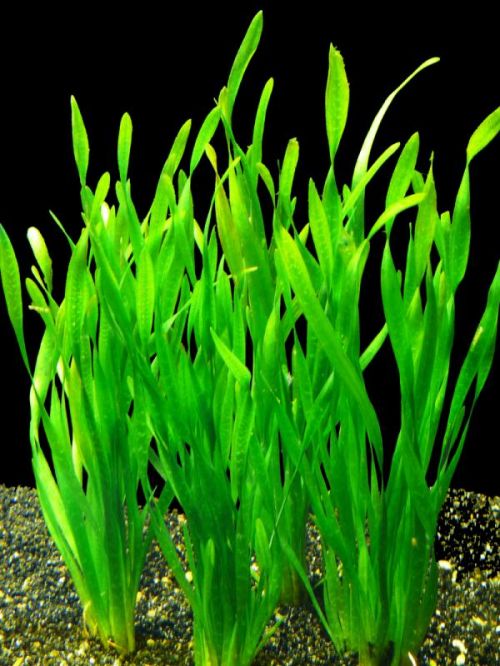 Comprar Vallisneria spiralis - a partir de R$9,50