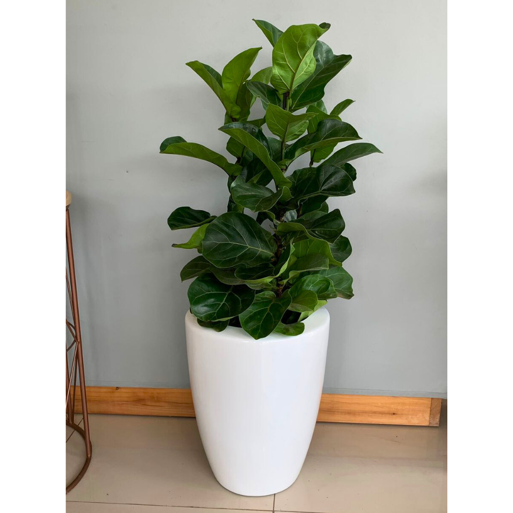 Comprar Ficus lyrata 3 hastes - a partir de R$275,50 - Cia do Jardim ...