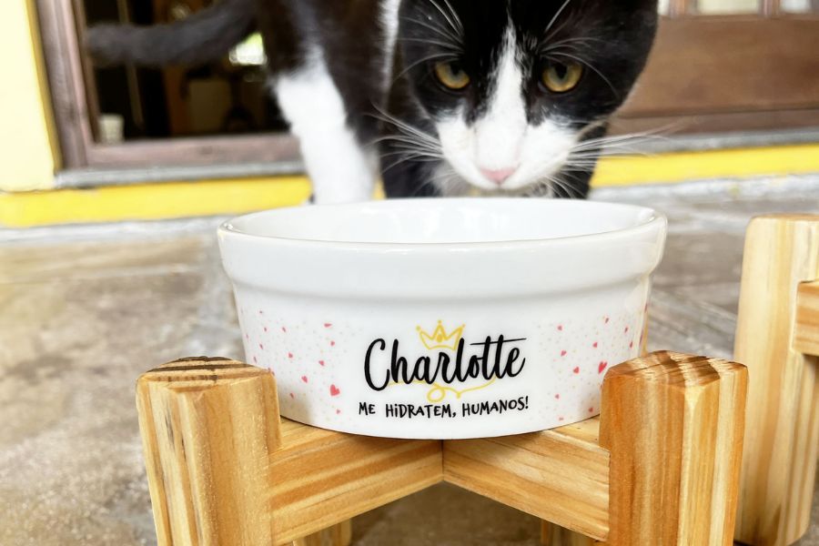 Fadiga dos bigodes: o incômodo que seu gato sente e você nem percebe ...