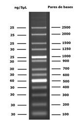 Ladder 100 pb - Quatro G Biotecnologia