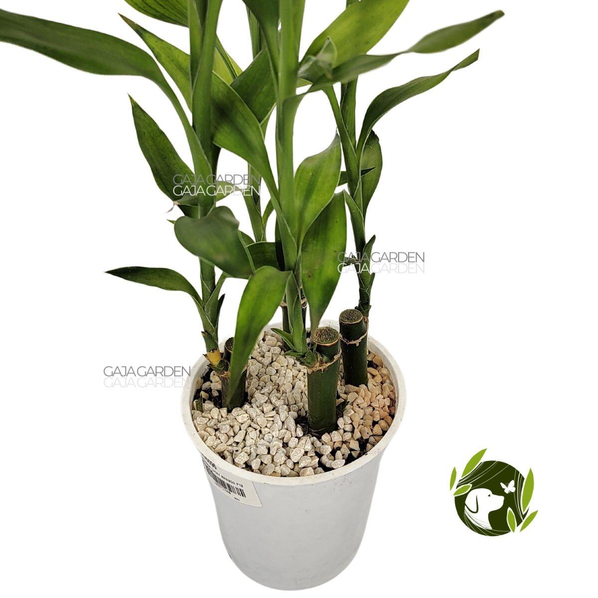 Bambu da Sorte (Lucky Bamboo) Pote 12 cm - Gaja Garden Plantas e Acessórios