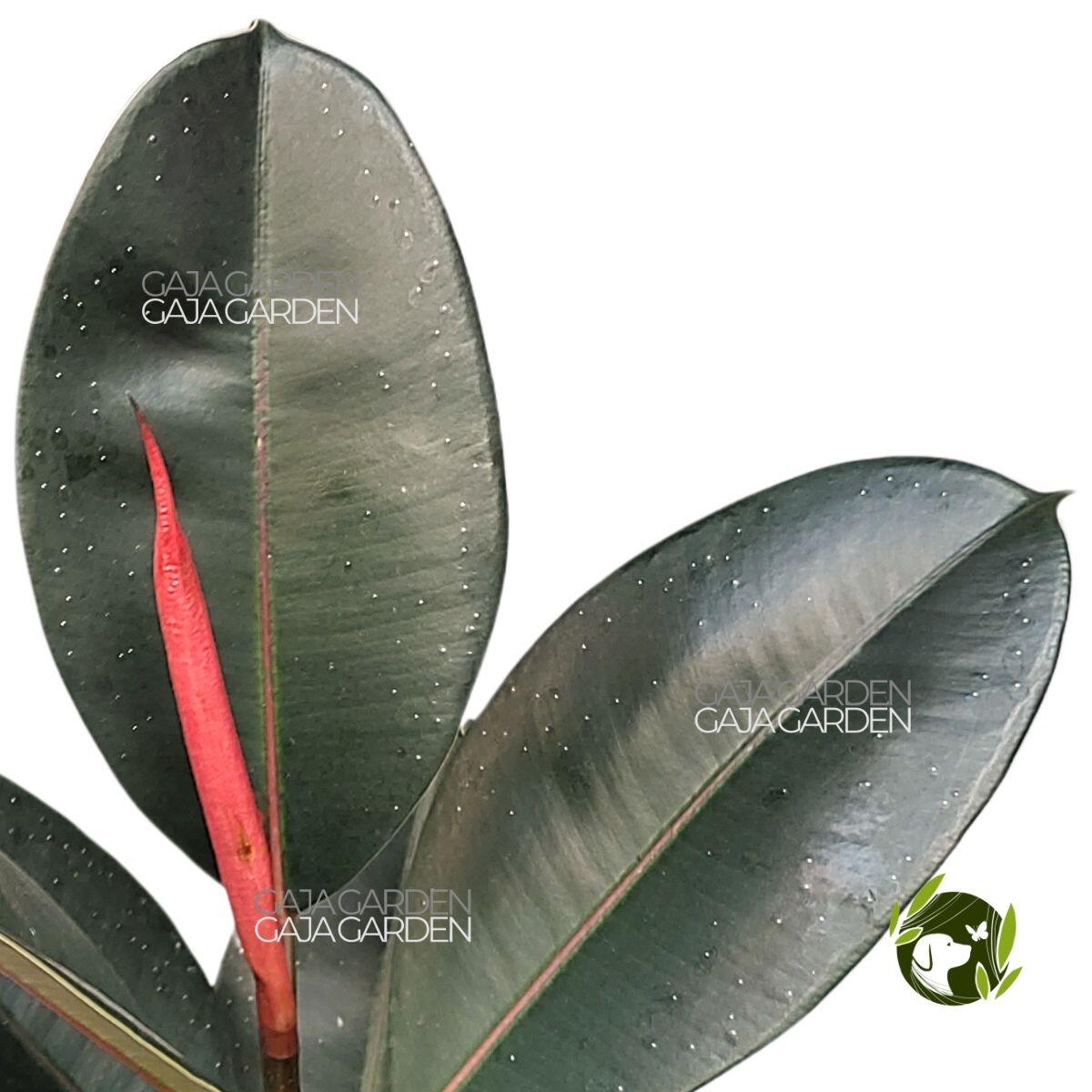 Comprar Ficus Elástica Burgundy Rubra Pote 17 cm