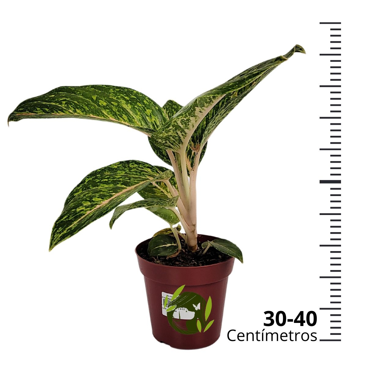 Comprar Aglaonema Big Papa Pote 12 cm - a partir de R$64,58 - Gaja Garden