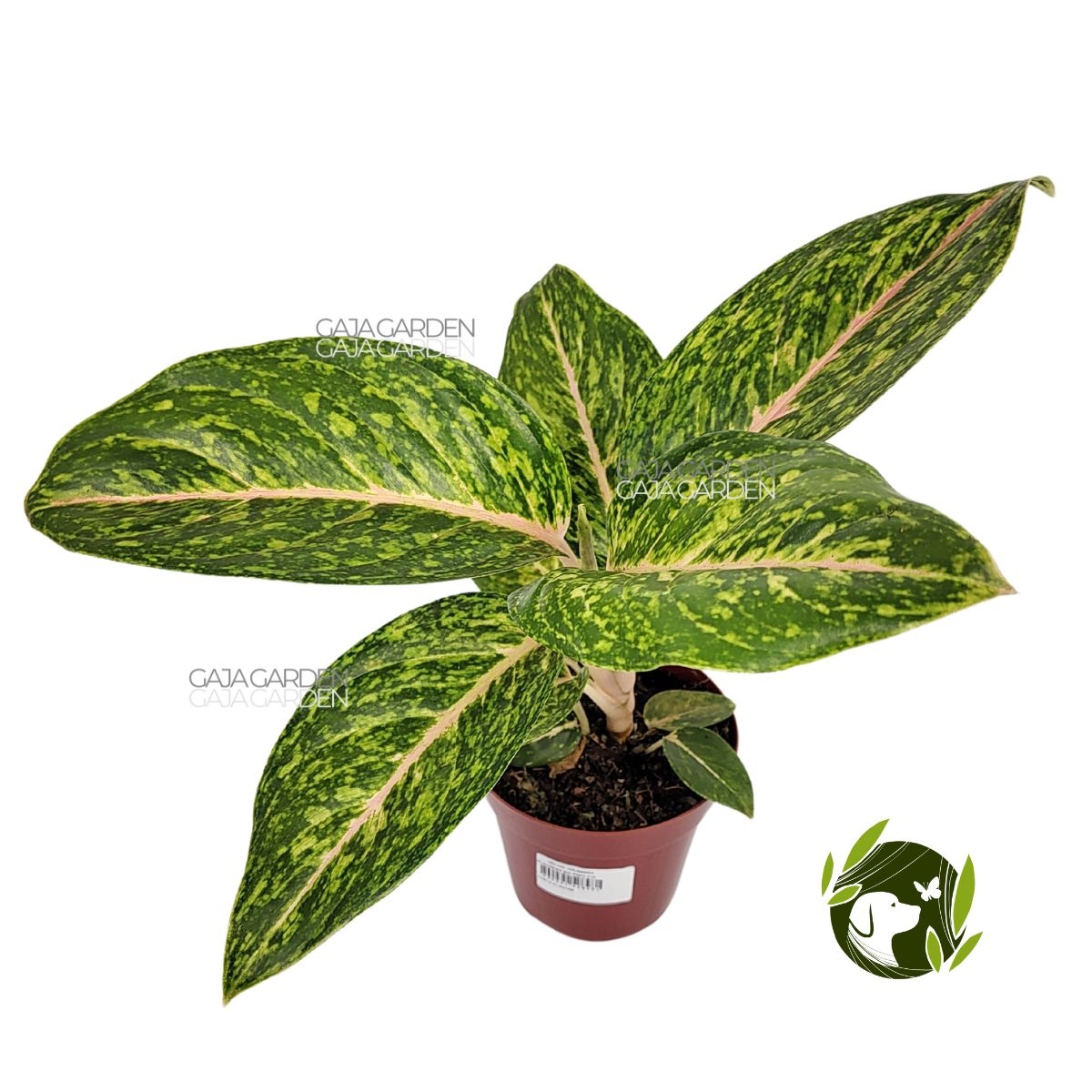Comprar Aglaonema Big Papa Pote 12 cm - a partir de R$64,58 - Gaja Garden