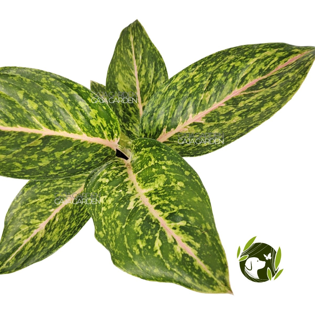 Comprar Aglaonema Big Papa Pote 12 cm - a partir de R$64,58 - Gaja Garden