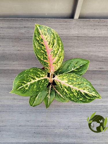 Comprar Aglaonema Big Papa Pote 12 cm - Gaja Garden