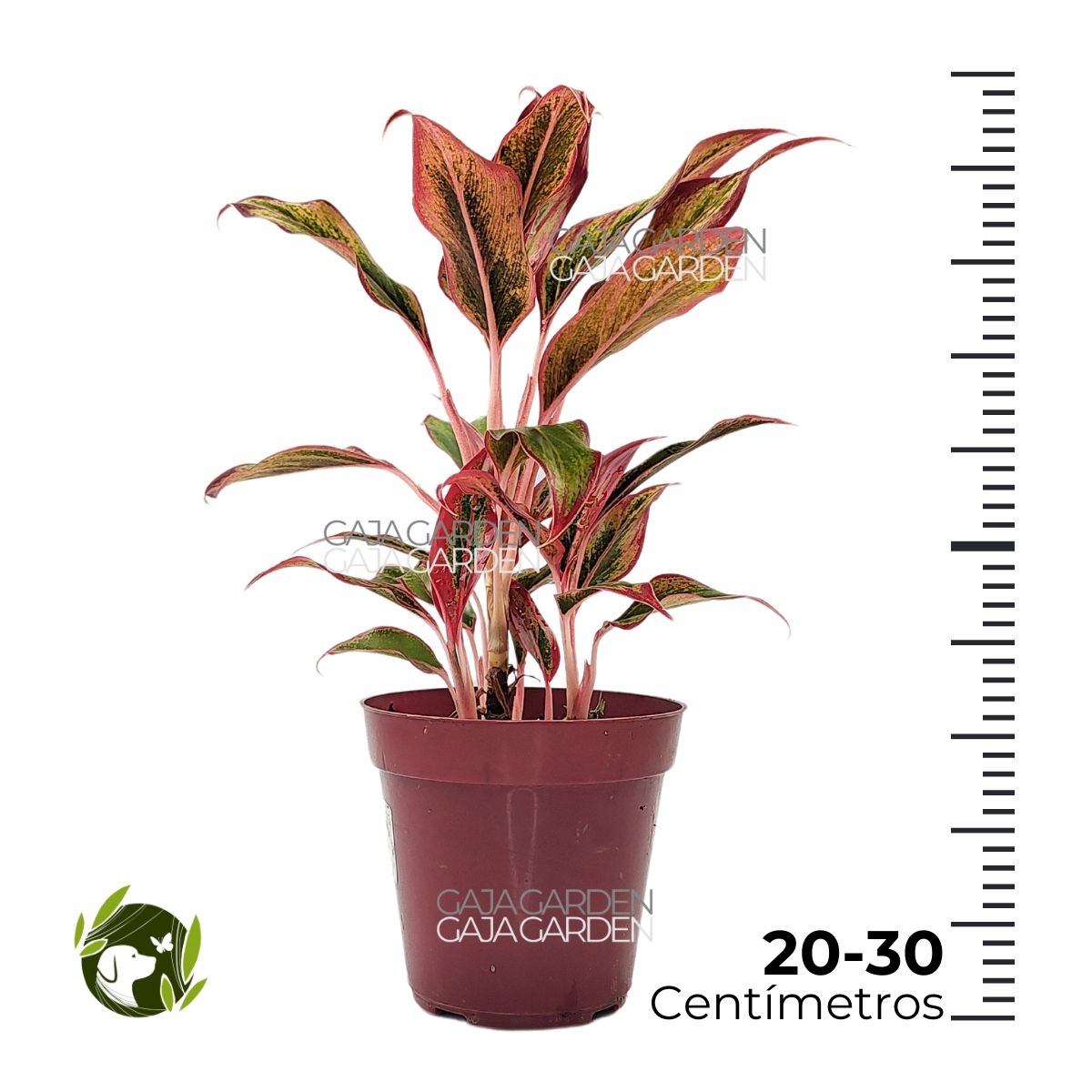 Comprar Aglaonema Creta Pote 12 cm - a partir de R$41,48 - Gaja Garden