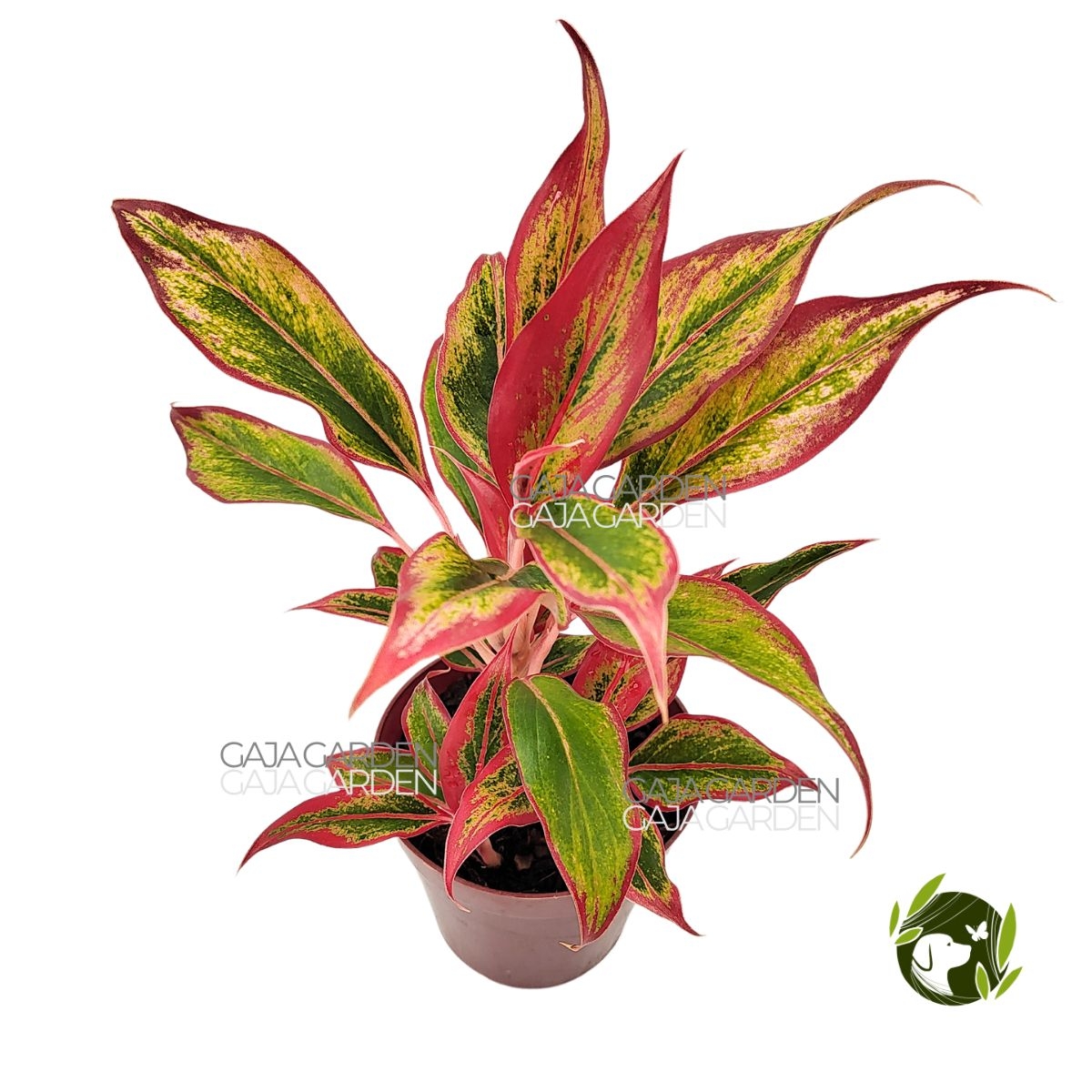 Comprar Aglaonema Creta Pote 12 cm - a partir de R$41,48 - Gaja Garden