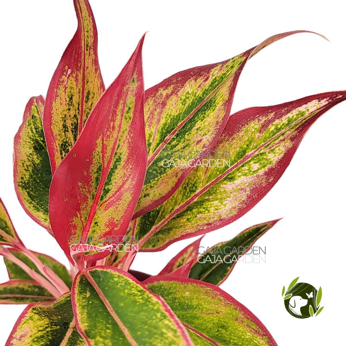 Comprar Aglaonema Creta Pote 12 cm - a partir de R$41,48 - Gaja Garden