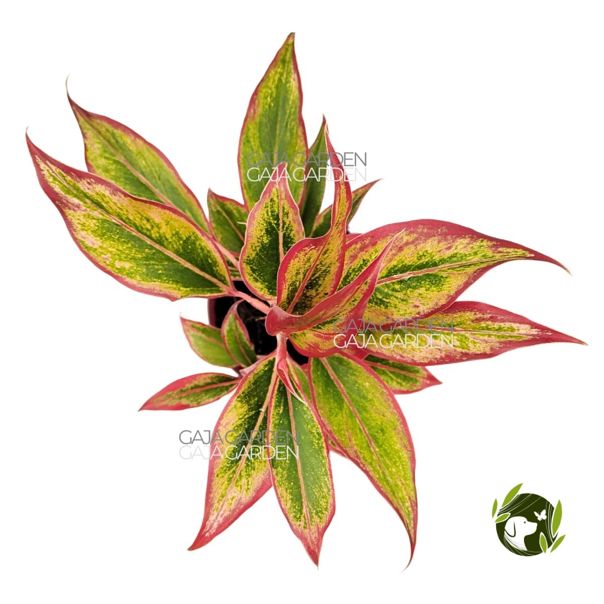 Comprar Aglaonema Creta Pote 12 cm - a partir de R$41,48 - Gaja Garden
