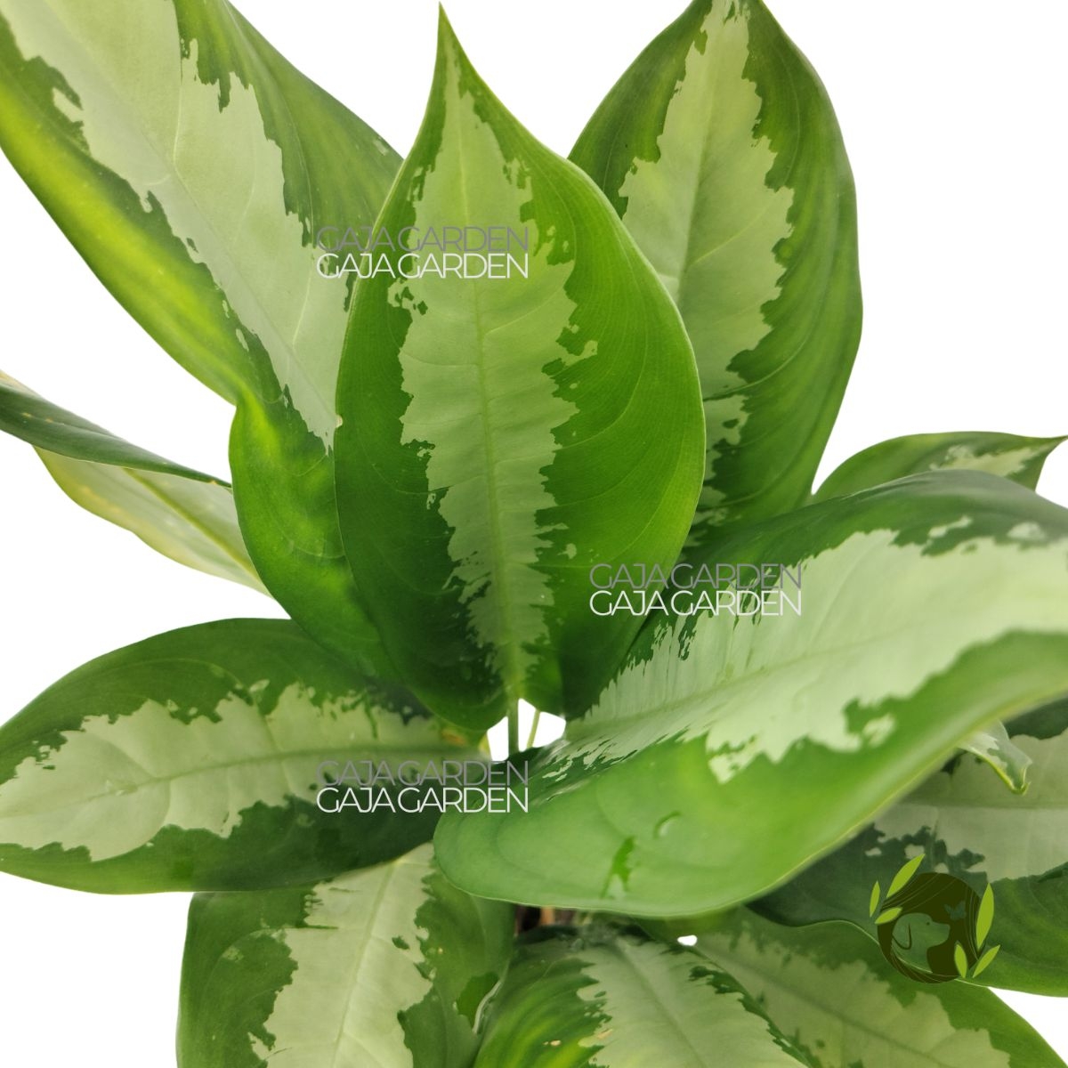 Comprar Aglaonema Pataya Pote 12 cm - a partir de R$38,91 - Gaja Garden