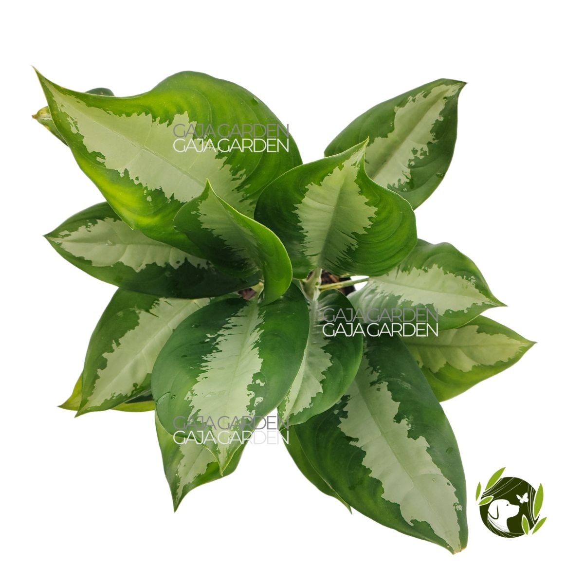 Comprar Aglaonema Pataya Pote 12 cm - a partir de R$38,91 - Gaja Garden
