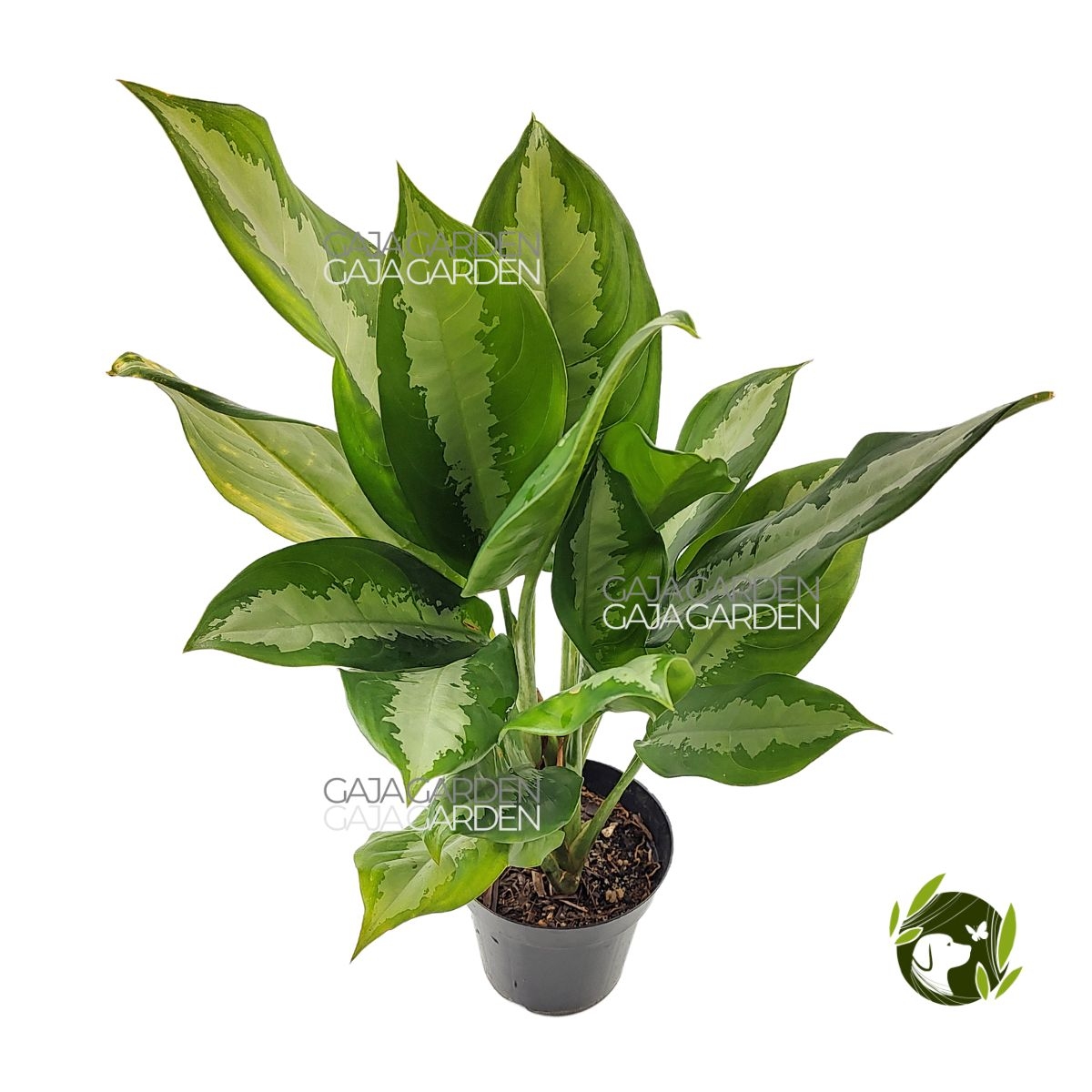 Comprar Aglaonema Pataya Pote 12 cm - a partir de R$38,91 - Gaja Garden