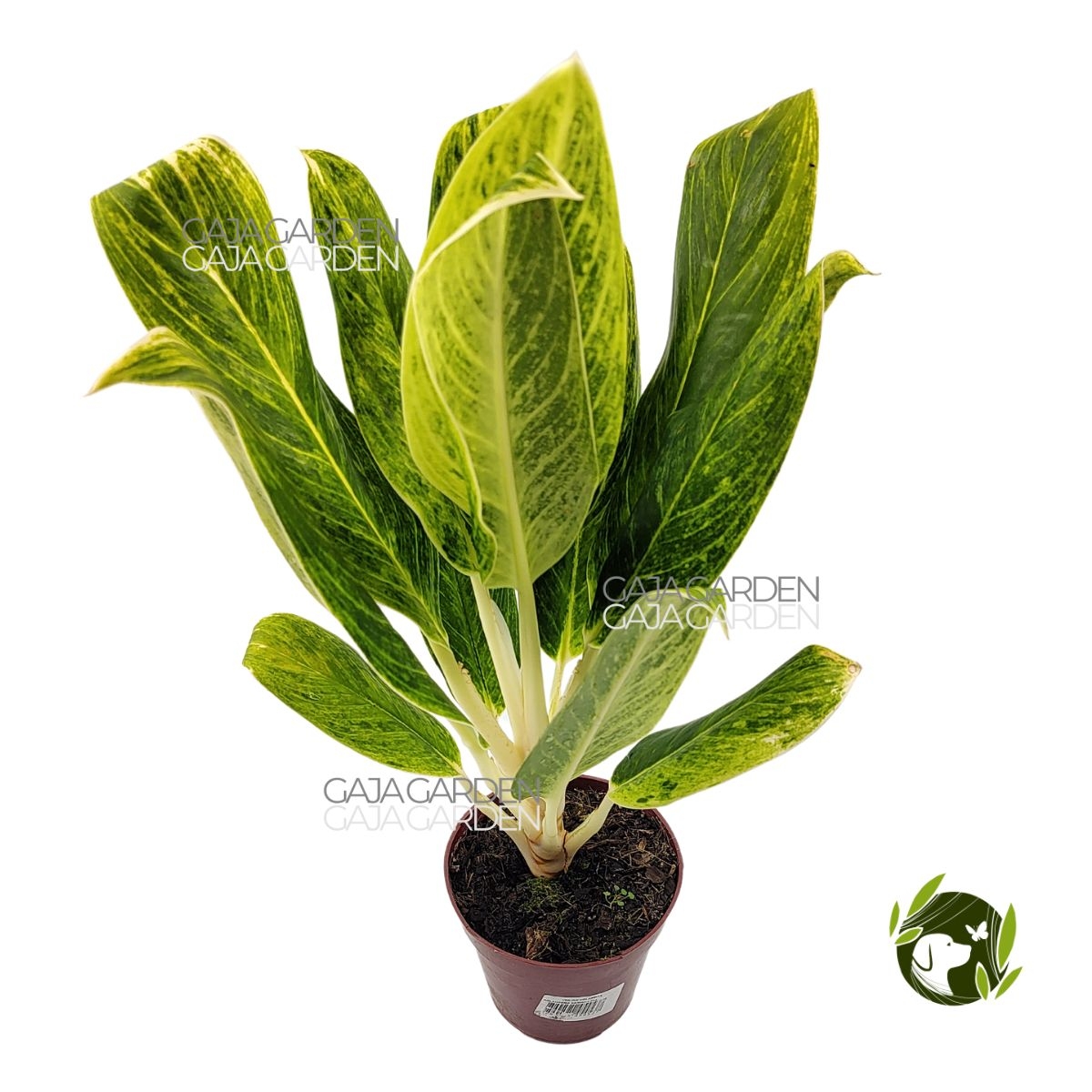 Comprar Aglaonema Queen Pote 12 cm - Gaja Garden