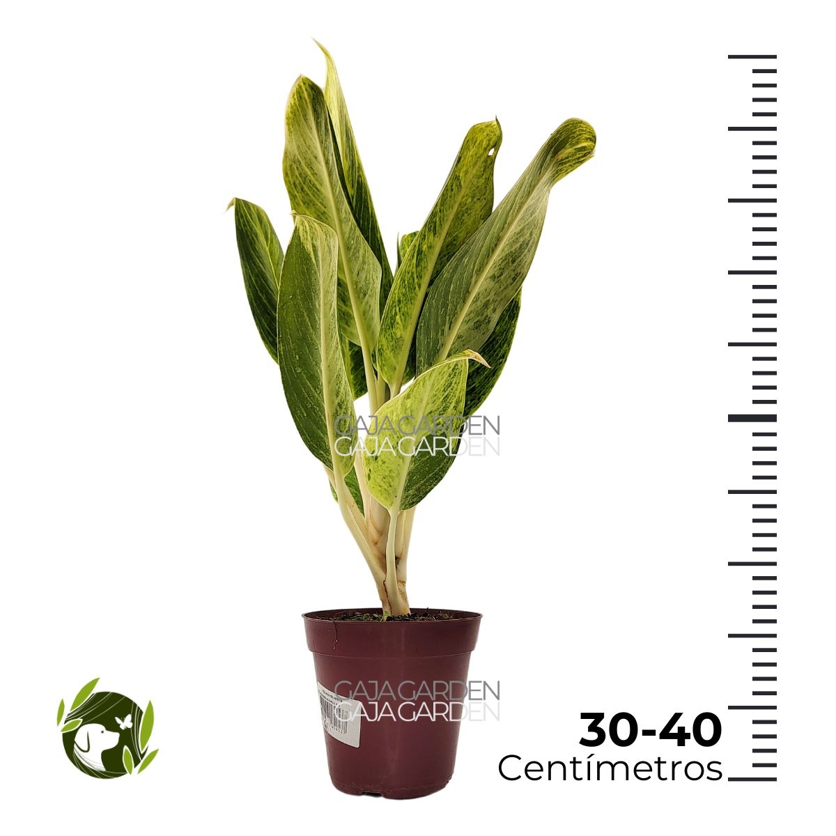 Comprar Aglaonema Queen Pote 12 cm - Gaja Garden