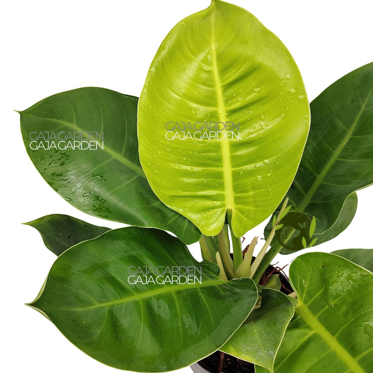 Comprar Philodendron Lua Clara Filodendro Moonlight Pote 17 cm - a ...