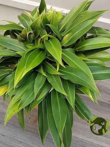 Comprar Philodendron Little Phil Pote 17 cm