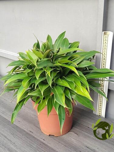 Comprar Philodendron Little Phil Pote 17 cm