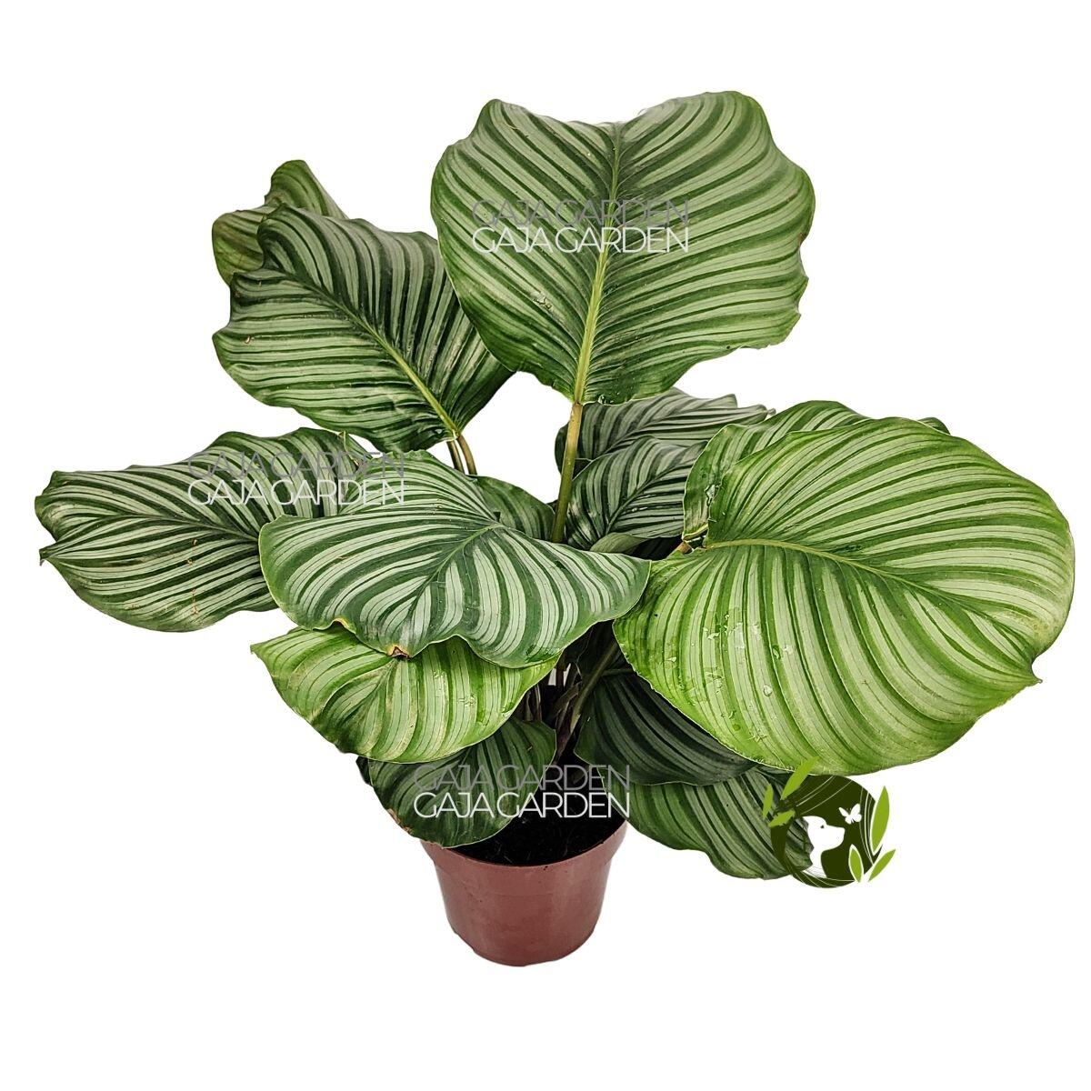 Comprar Calathea Orbifolia Maranta Melancia Pote 17 cm - a partir de R ...