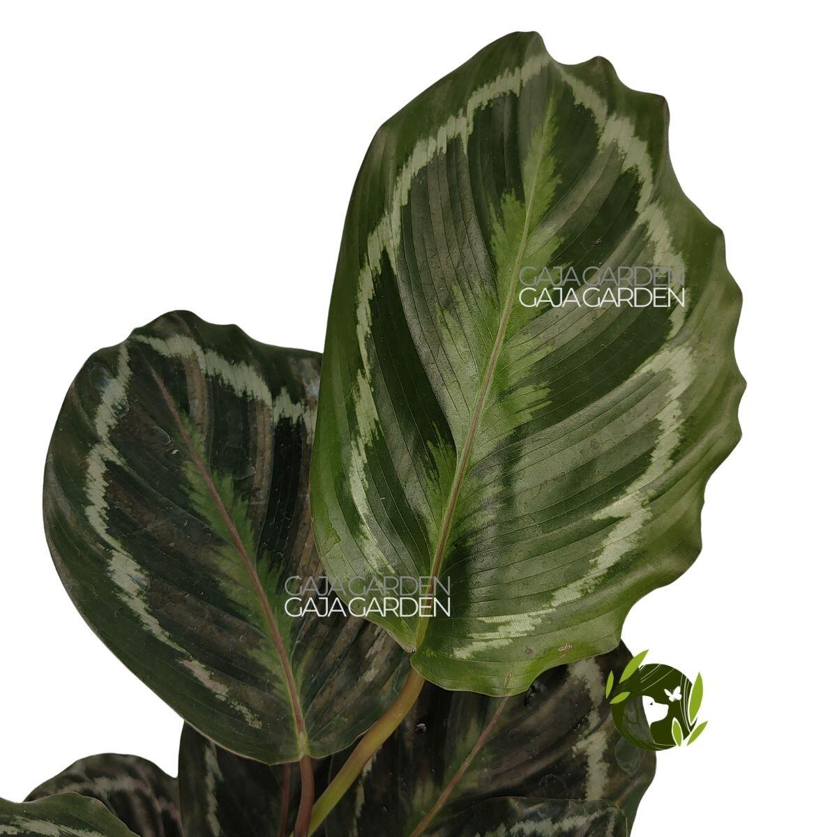 Comprar Calathea Medallion (Maranta Medalhão) Pote 12 cm