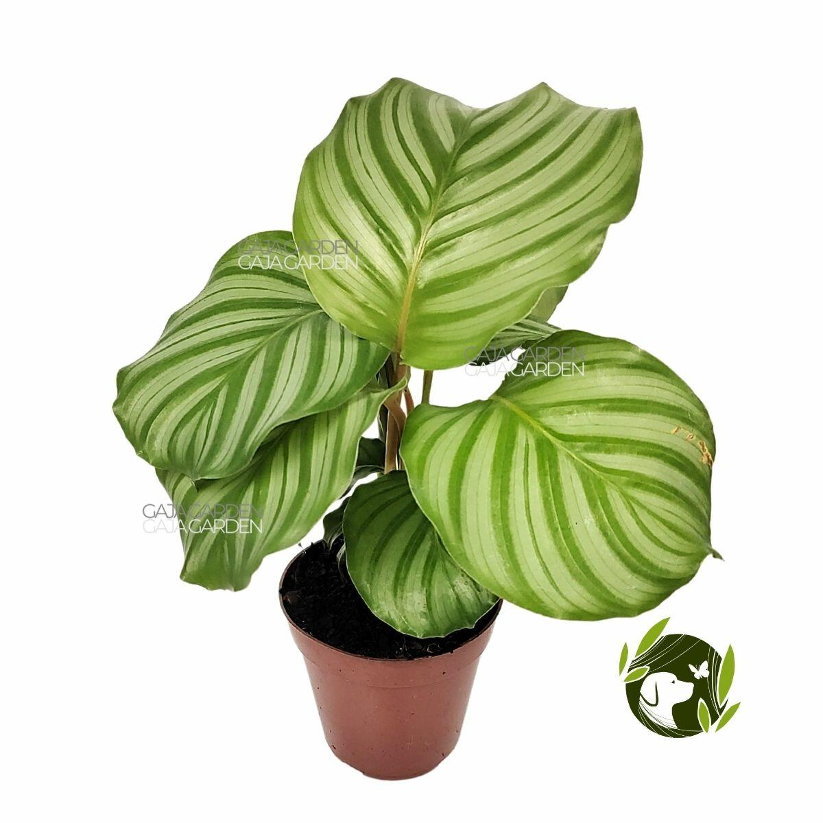 Comprar Calathea Orbifolia (Maranta Melancia) Pote 12 cm