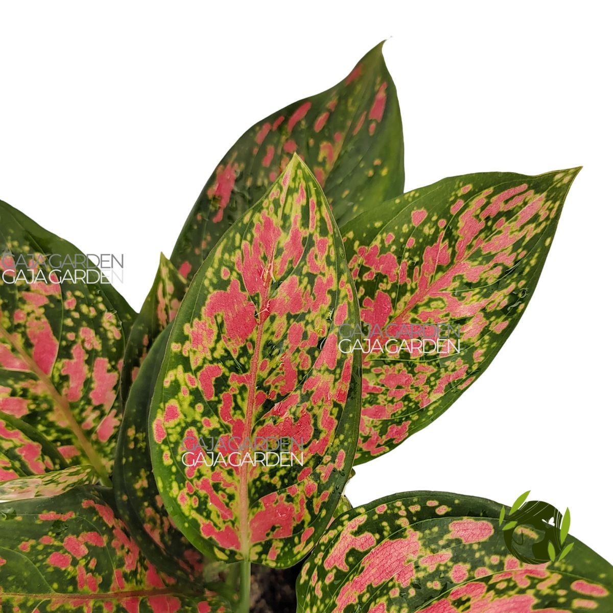 Comprar Aglaonema Red Pintas Rosas Pote 12 cm - a partir de R$50,92 ...