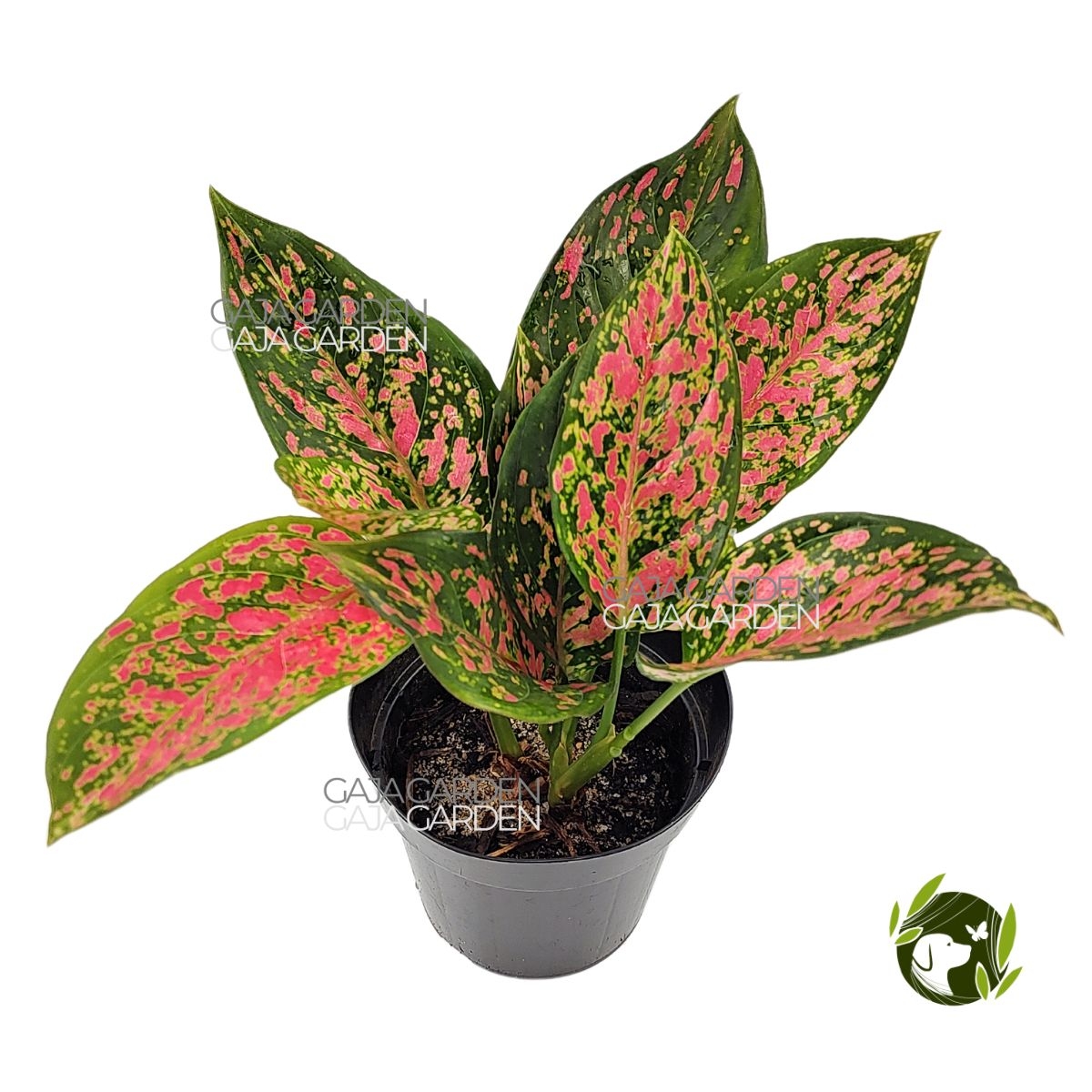 Comprar Aglaonema Red Pintas Rosas Pote 12 cm - a partir de R$50,92 ...