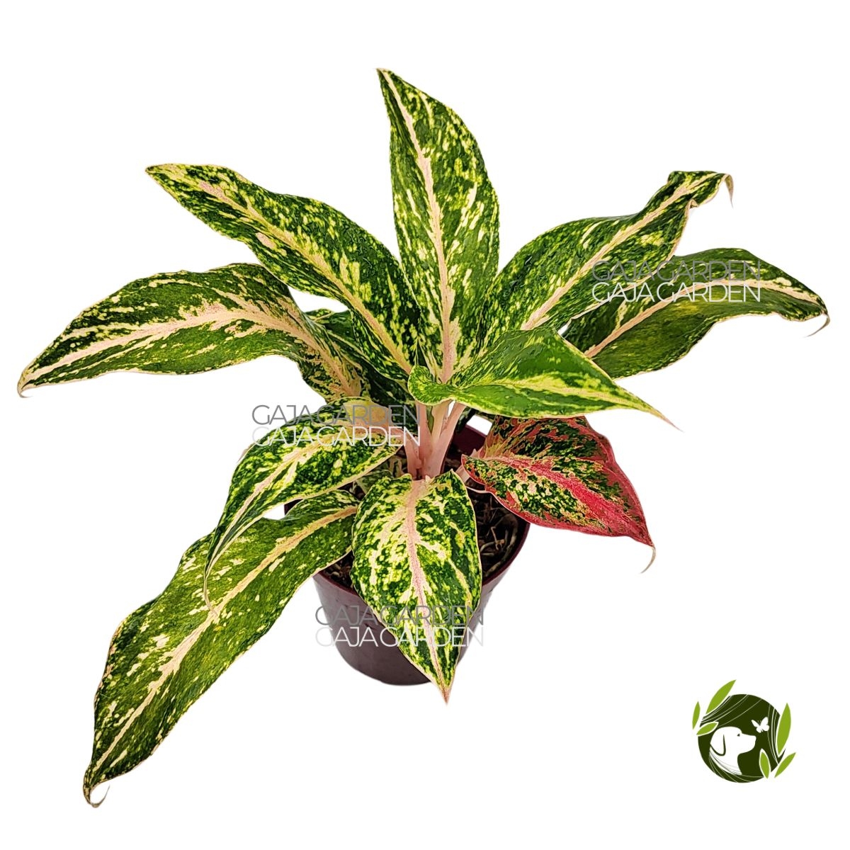 Comprar Aglaonema Butterfly Talo Rosa Pote 12 cm - Gaja Garden