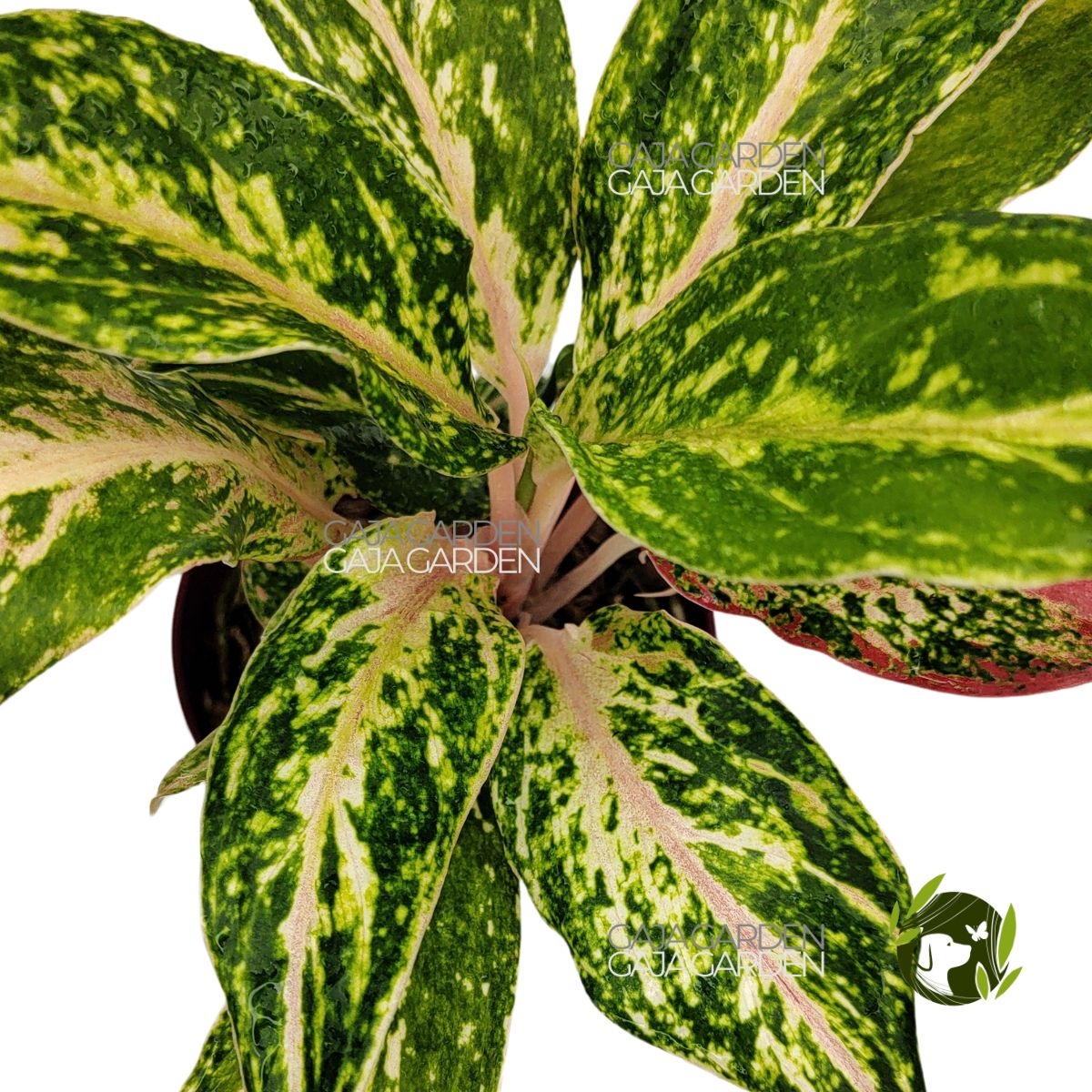 Comprar Aglaonema Butterfly Talo Rosa Pote 12 cm - Gaja Garden