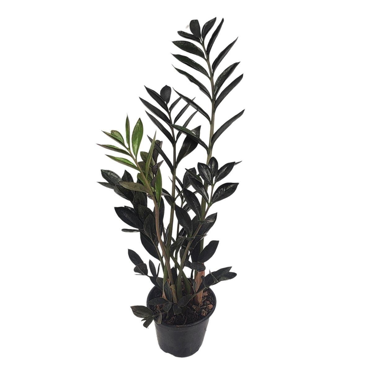 Comprar Zamioculcas Black Dark Zamicro Pote 11 cm - a partir de R$40,35
