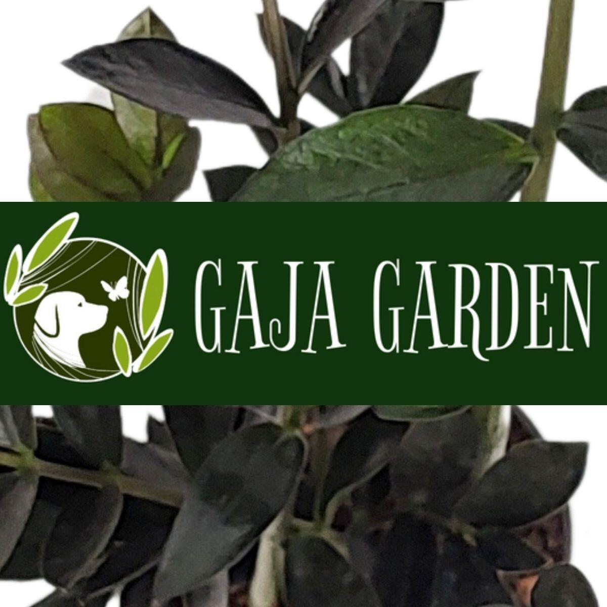 Comprar Zamioculcas Black Dark Zamicro Pote 11 cm - a partir de R$40,35