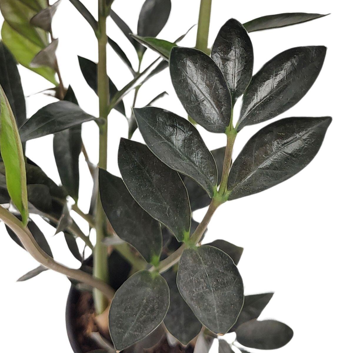 Comprar Zamioculcas Black Dark Zamicro Pote 11 cm - a partir de R$40,35