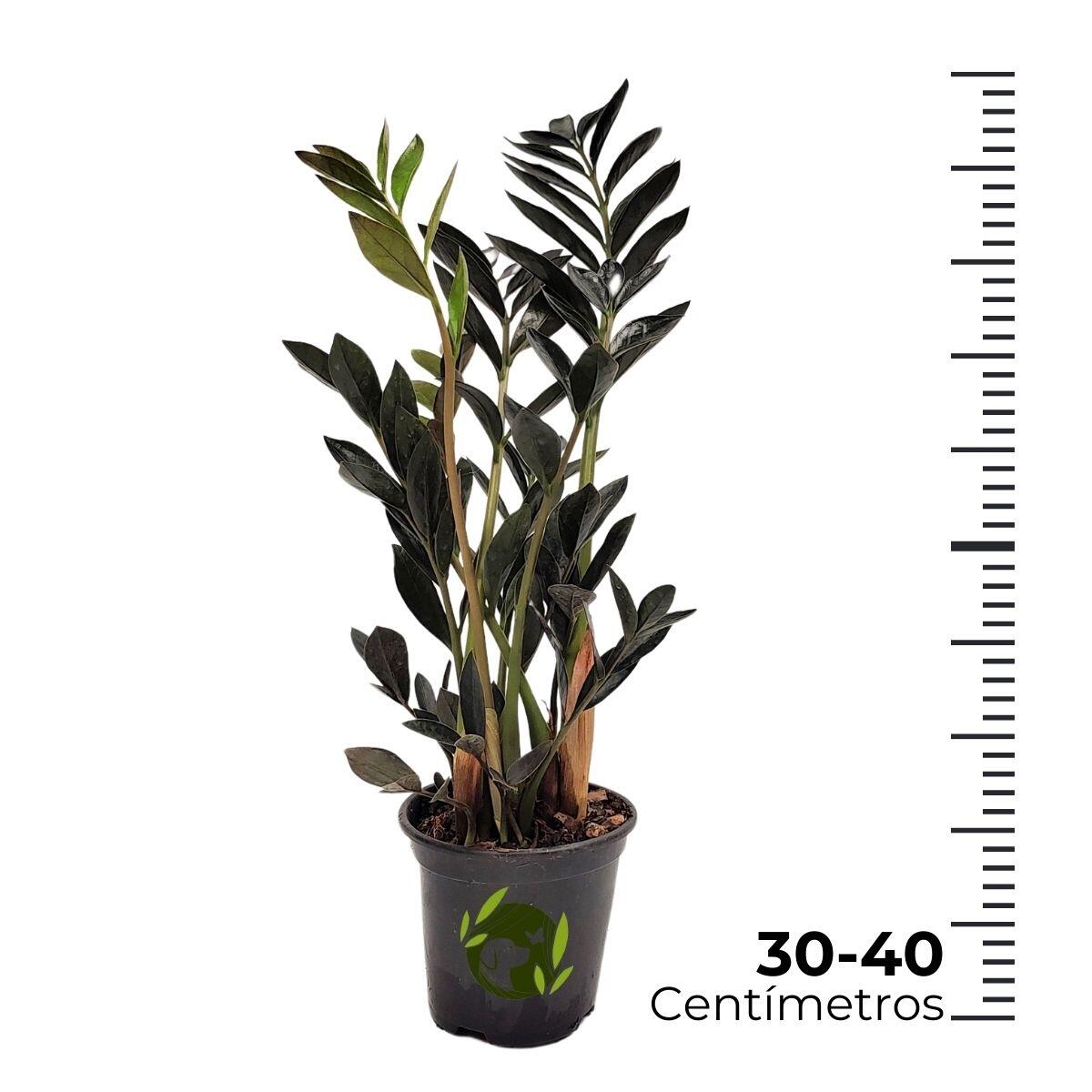 Comprar Zamioculcas Black Dark Zamicro Pote 11 cm - a partir de R$40,35