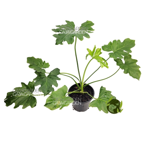 Comprar Philodendron Guaimbê Bipinnatifidum Pote 15 cm - Gaja Garden