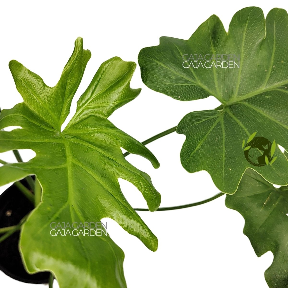 Comprar Philodendron Guaimbê Bipinnatifidum Pote 15 cm - Gaja Garden