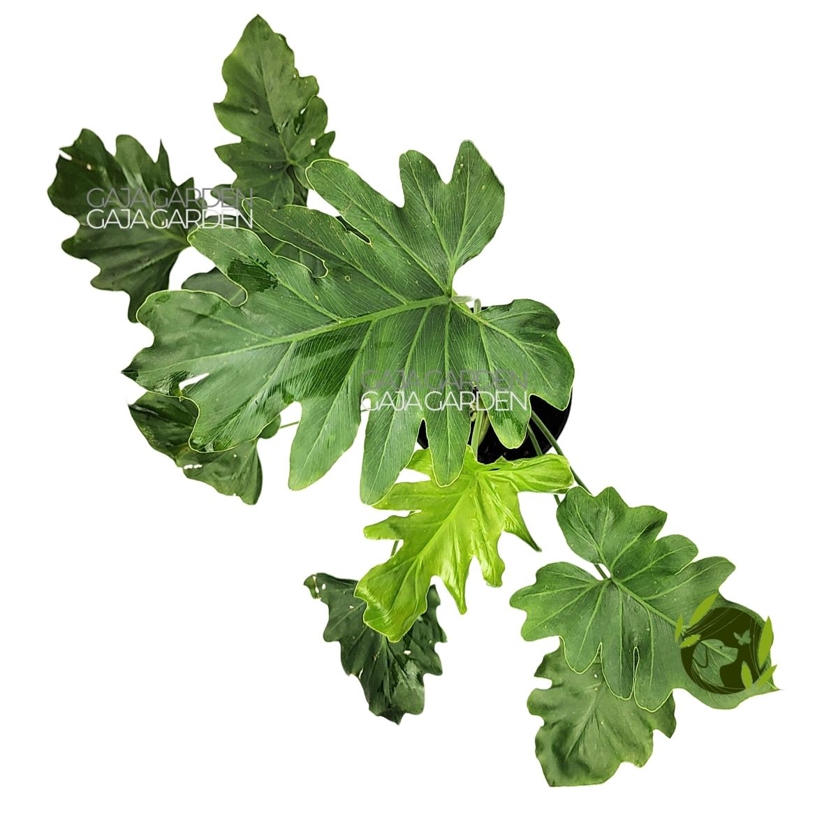 Comprar Philodendron Guaimbê Bipinnatifidum Pote 15 cm - Gaja Garden